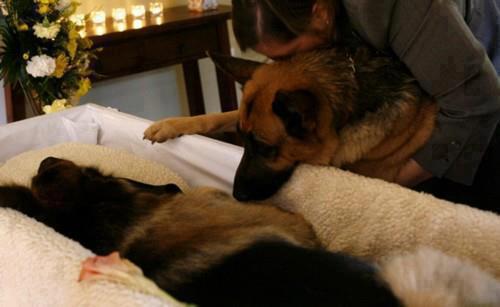 Pet funerals | The Good Funeral Guide