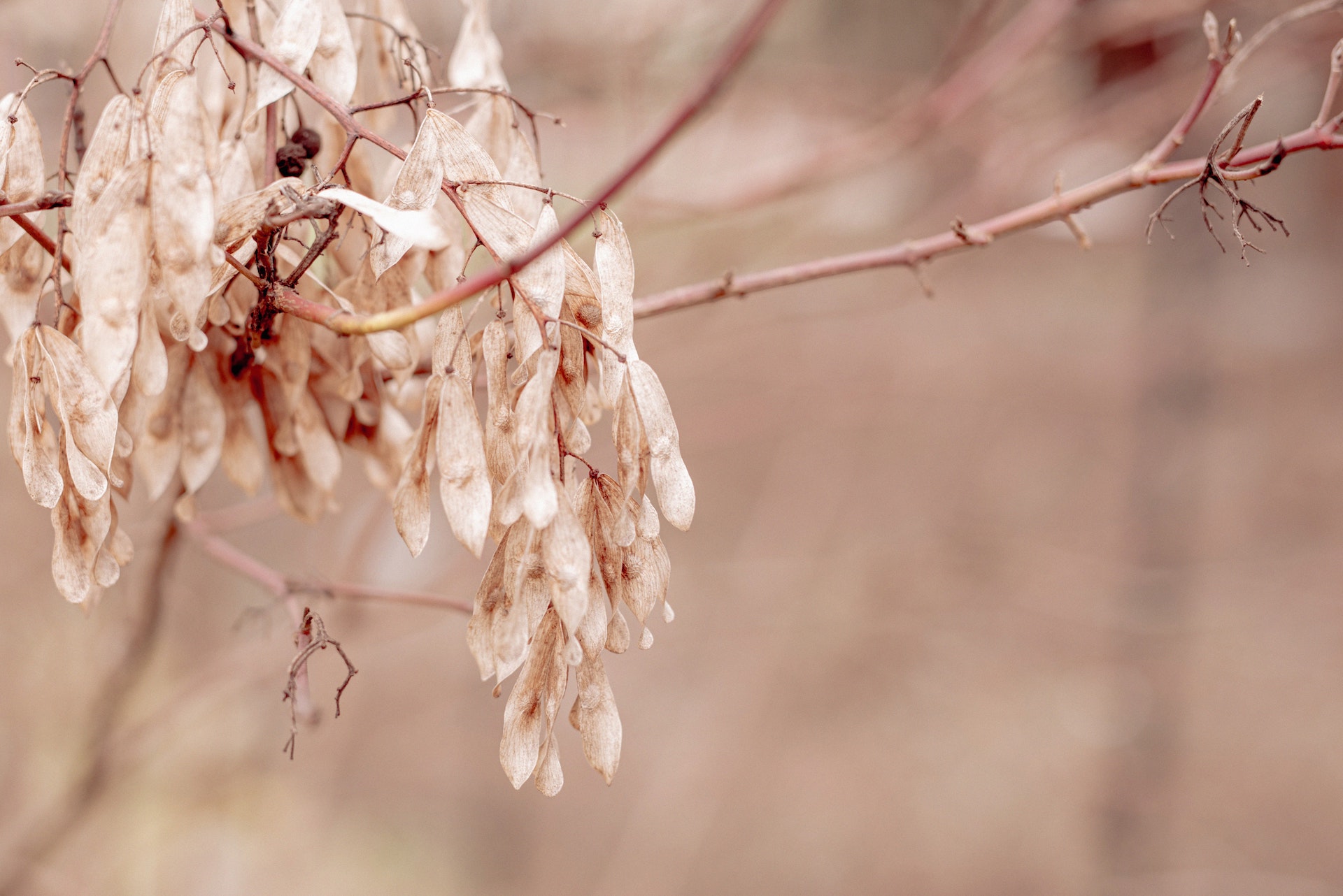 Direct cremation – The Good Funeral Guide